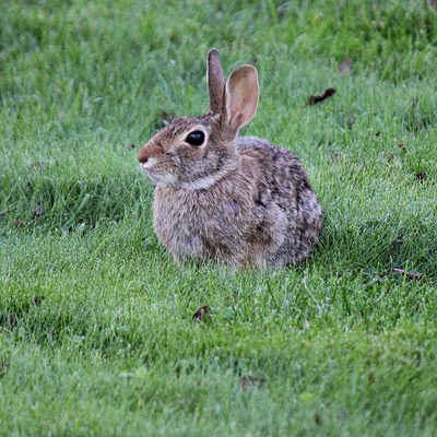 Wildlife in Care at Shades of Hope Wildlife Refuge